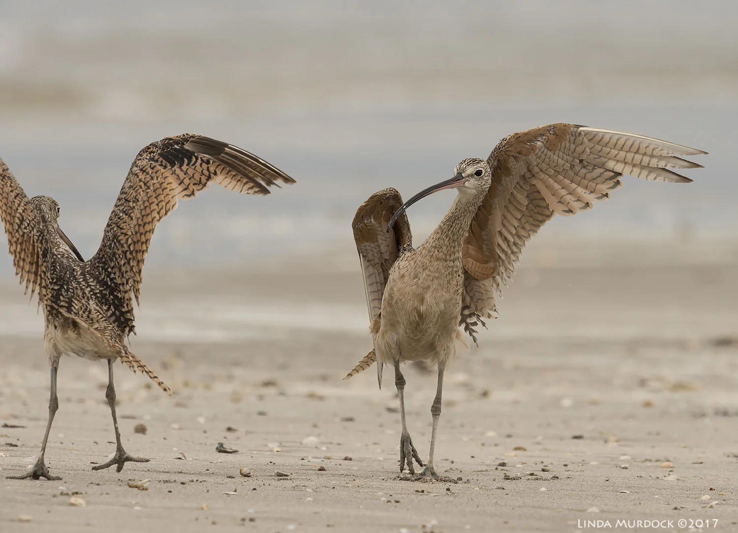 Curlews Carrying Shells — Linda Murdock Photography