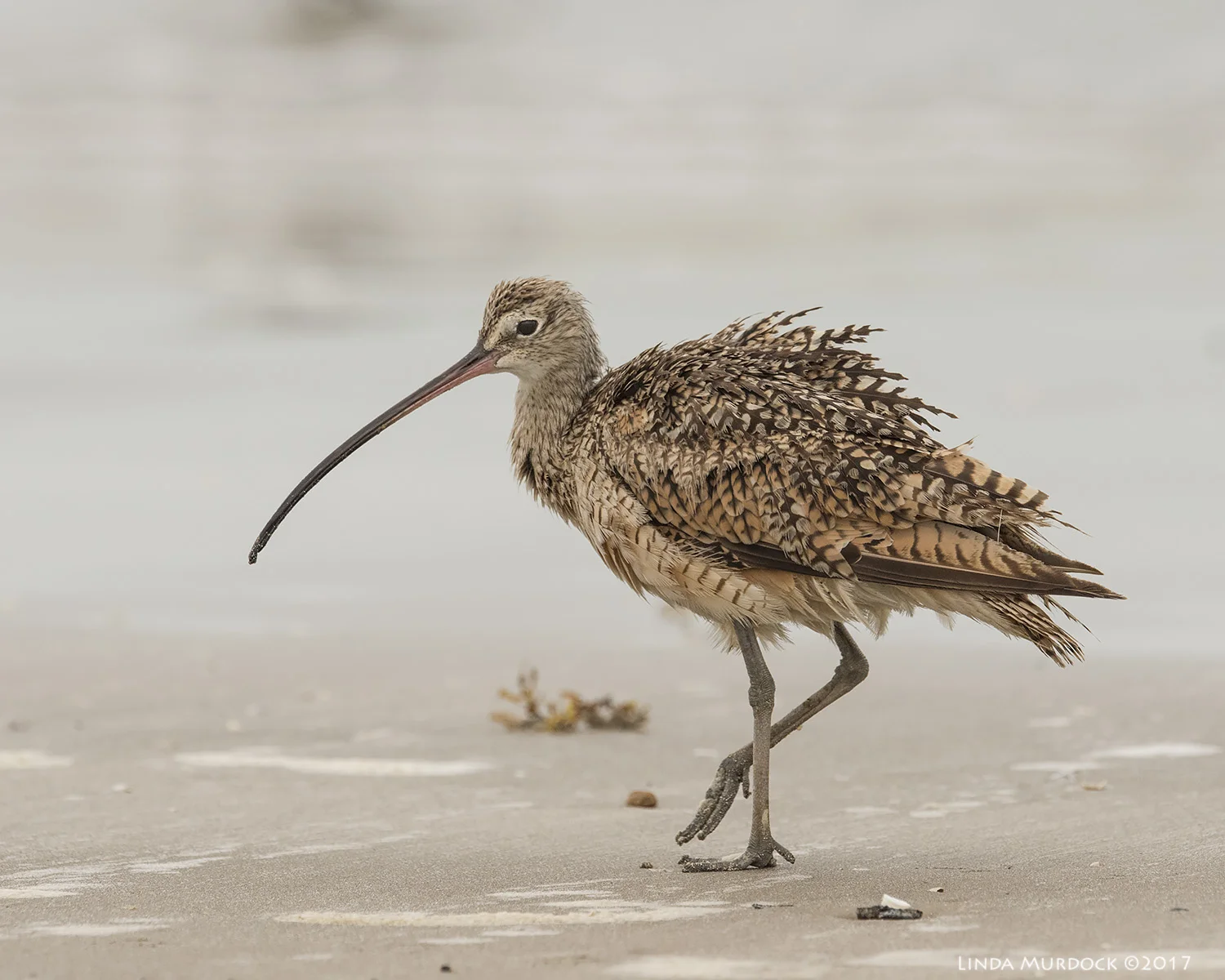 Curlews Carrying Shells — Linda Murdock Photography