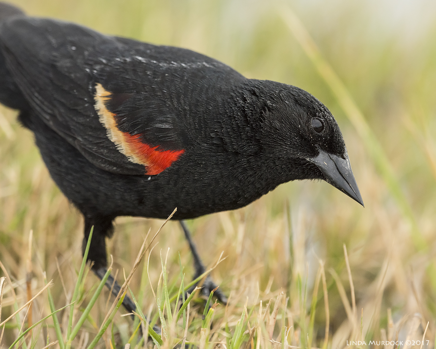 Portraits — Linda Murdock Photography