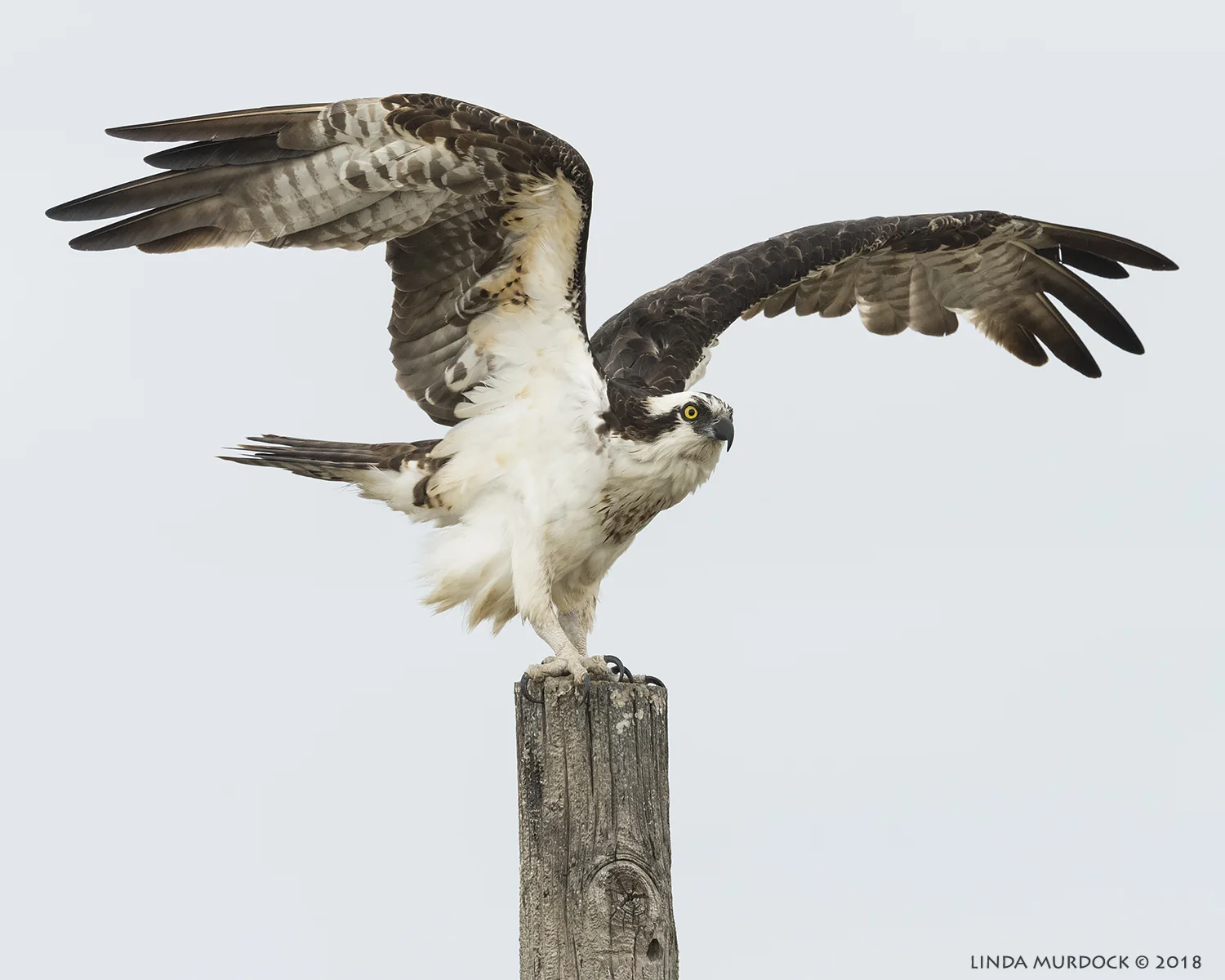 Perched Birds — Linda Murdock Photography