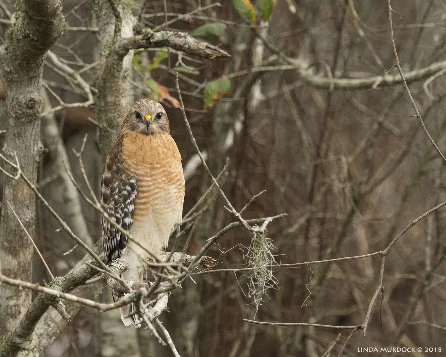A Good Day at Brazos Bend — Linda Murdock Photography