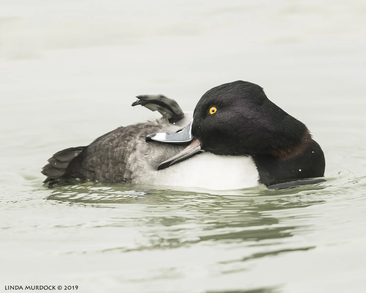 Ordinary Birds at the Park — Linda Murdock Photography
