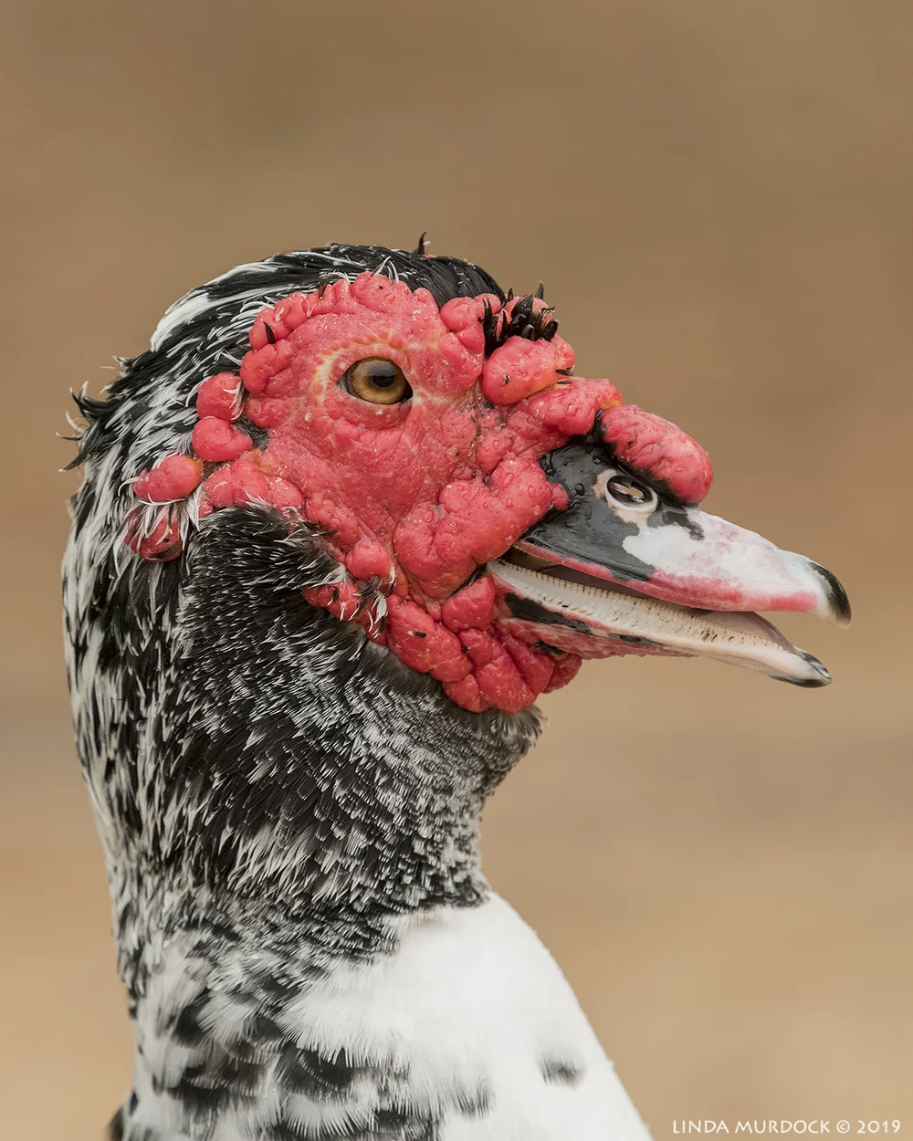 Ordinary Birds at the Park — Linda Murdock Photography