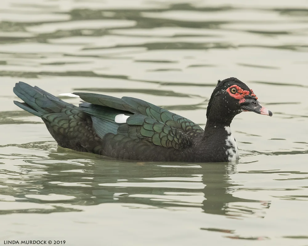 Ordinary Birds at the Park — Linda Murdock Photography