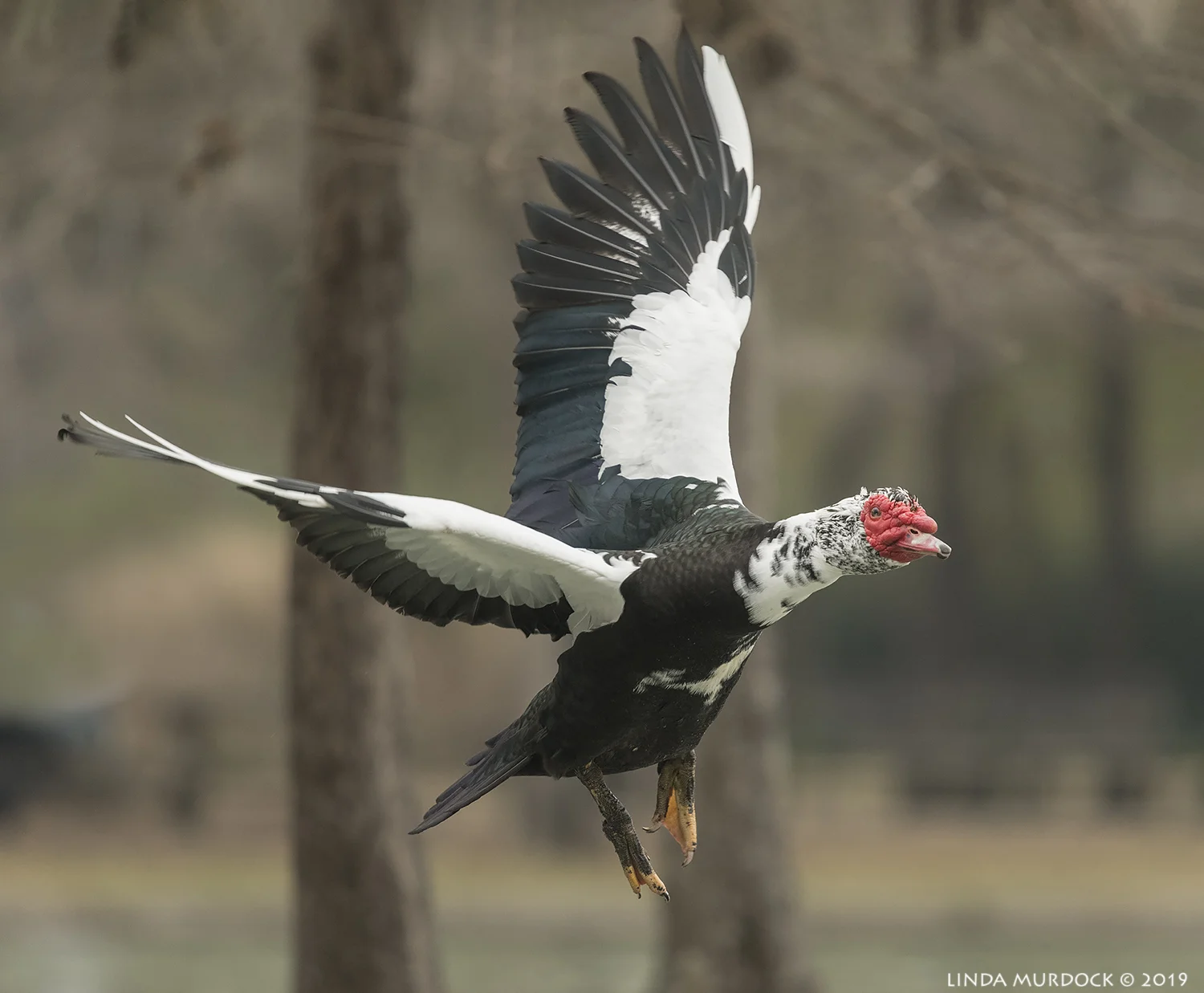Ordinary Birds at the Park — Linda Murdock Photography