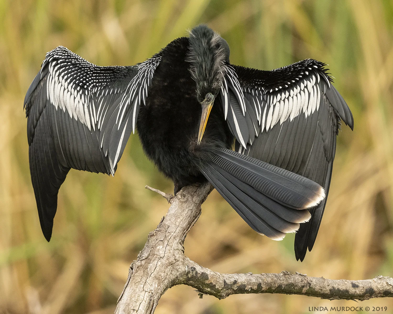 Anhingas, Bitterns and More SNAKES — Linda Murdock Photography