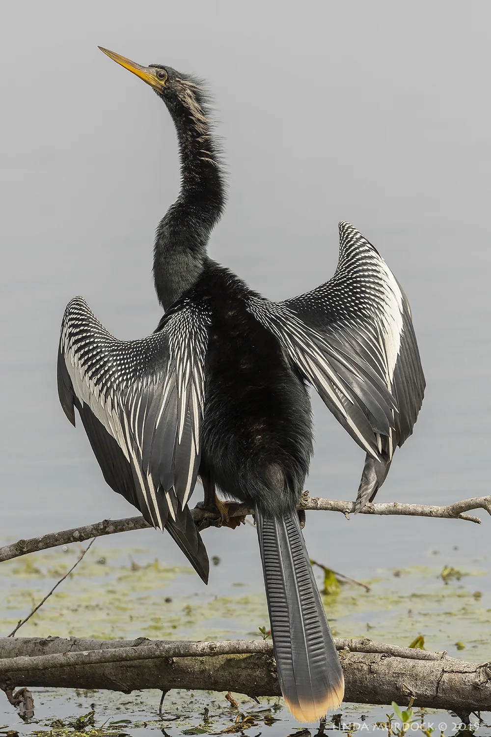 Anhingas, Bitterns and More SNAKES — Linda Murdock Photography
