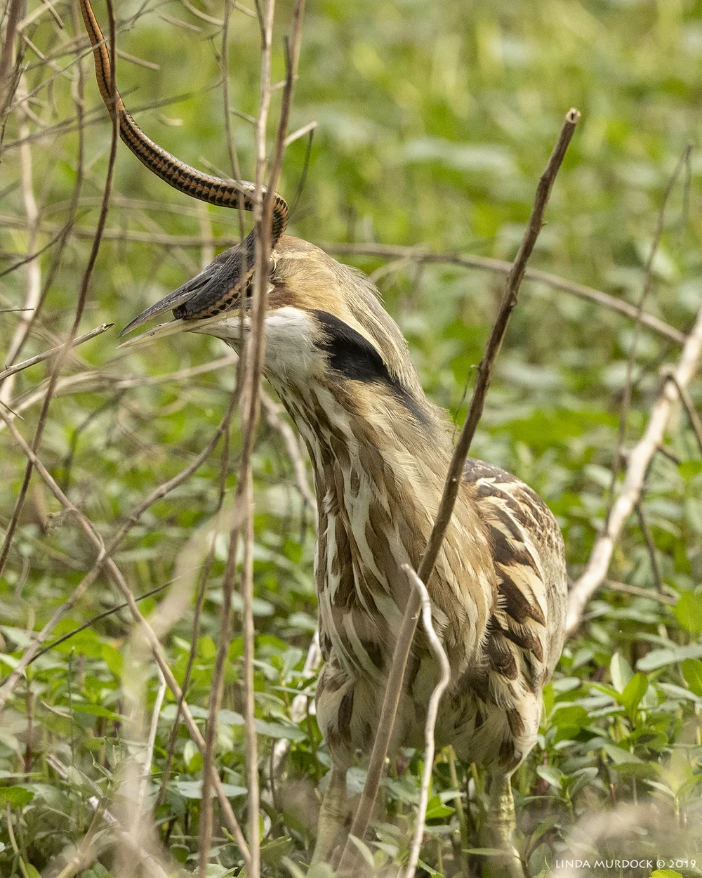 Anhingas, Bitterns and More SNAKES — Linda Murdock Photography