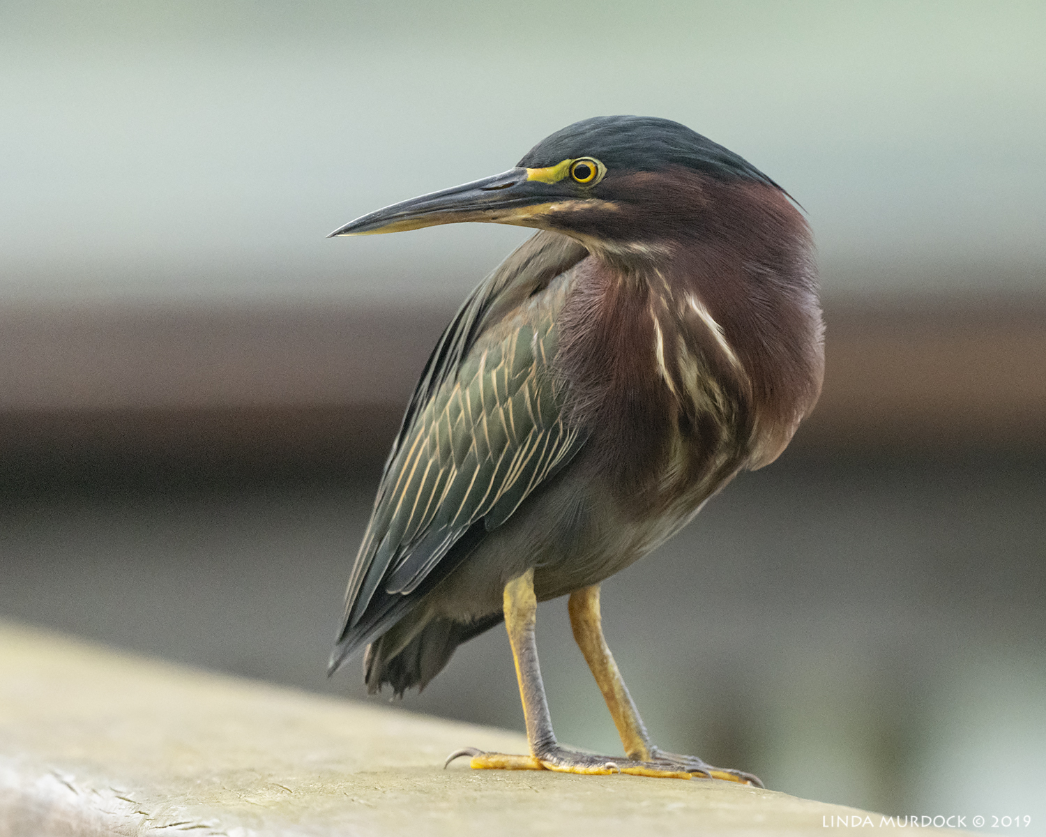 Little Blues and Green Herons at Cullinan Park — Linda Murdock Photography