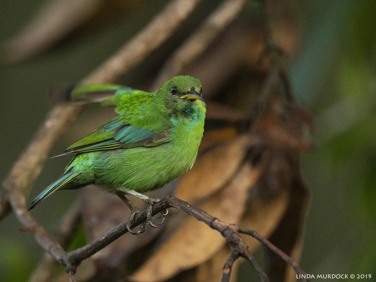 Costa Rica Chasing The Colorful Birds — Linda Murdock Photography