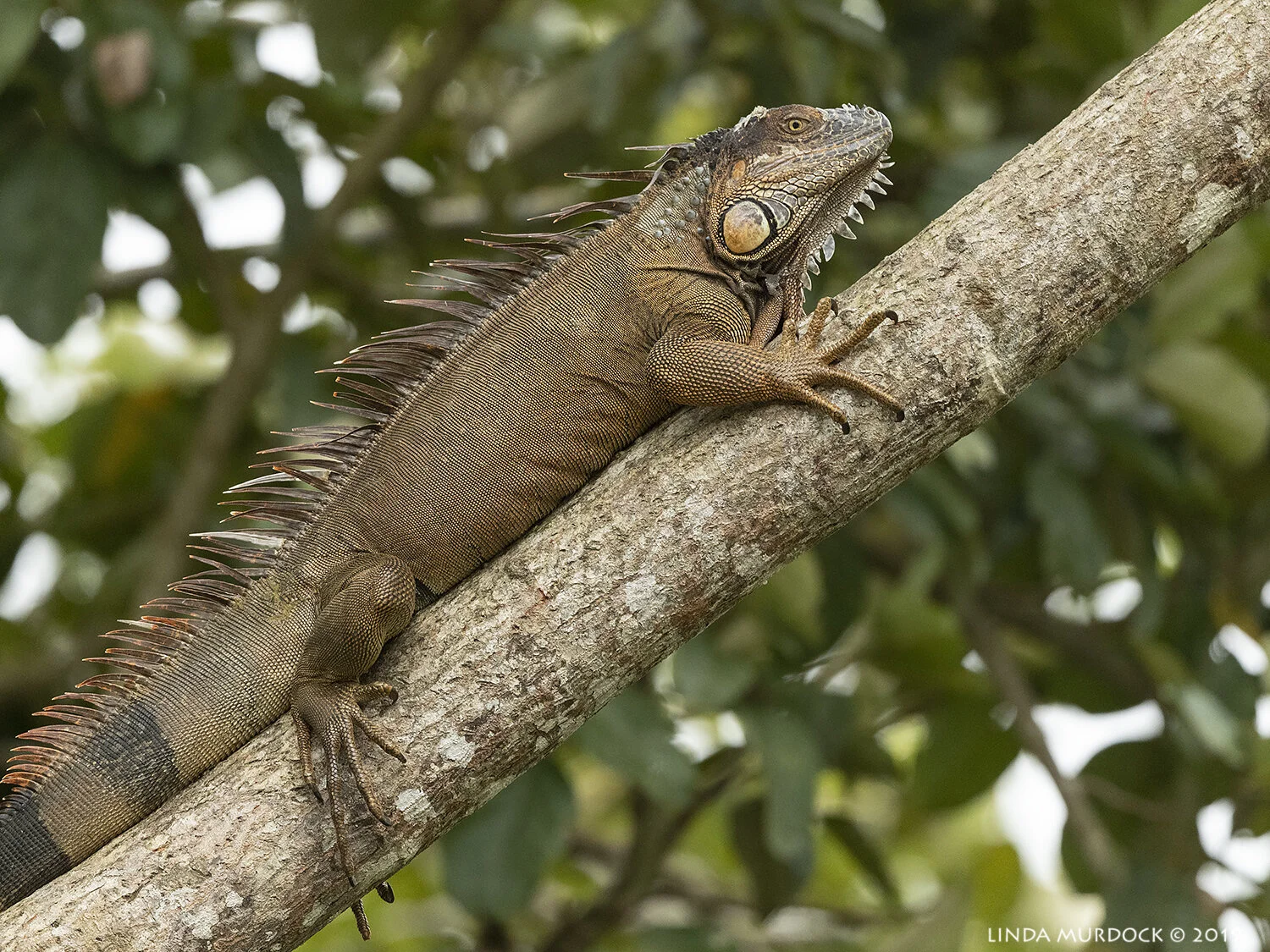 Costa Rica - Reptiles, Frogs and Toads — Linda Murdock Photography