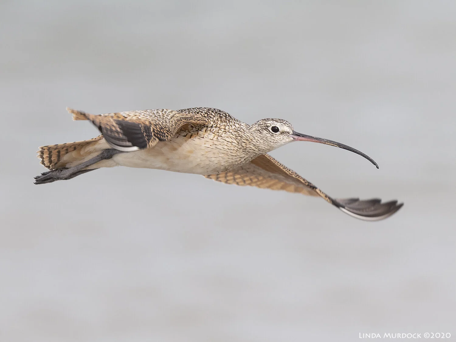 A Most Cooperative Curlew — Linda Murdock Photography