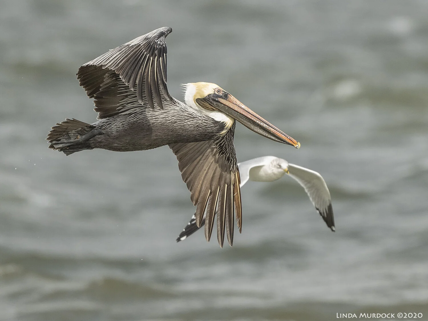 Playing with Pelicans — Linda Murdock Photography