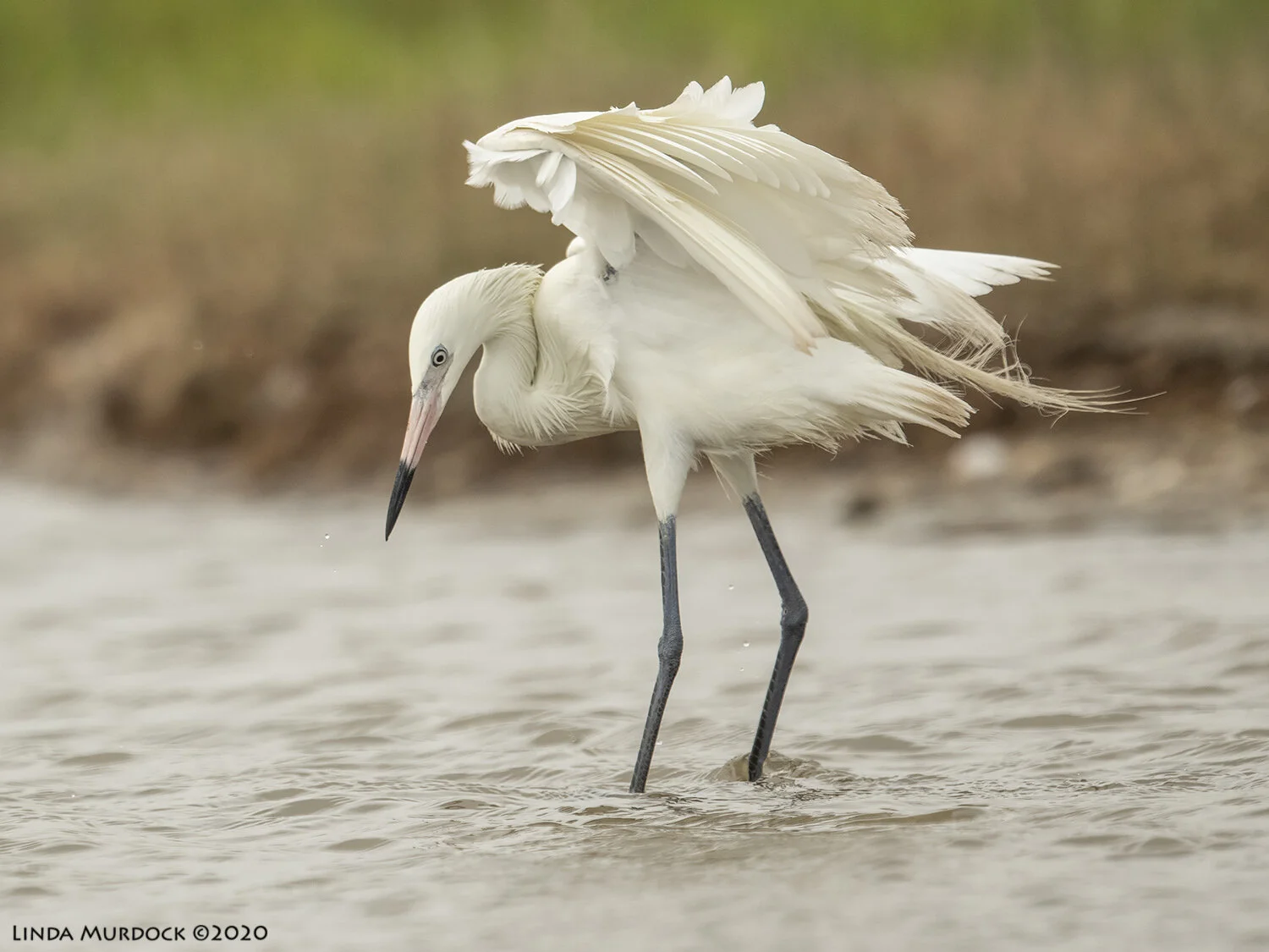 Working the White Morph Reddish Egrets — Linda Murdock Photography