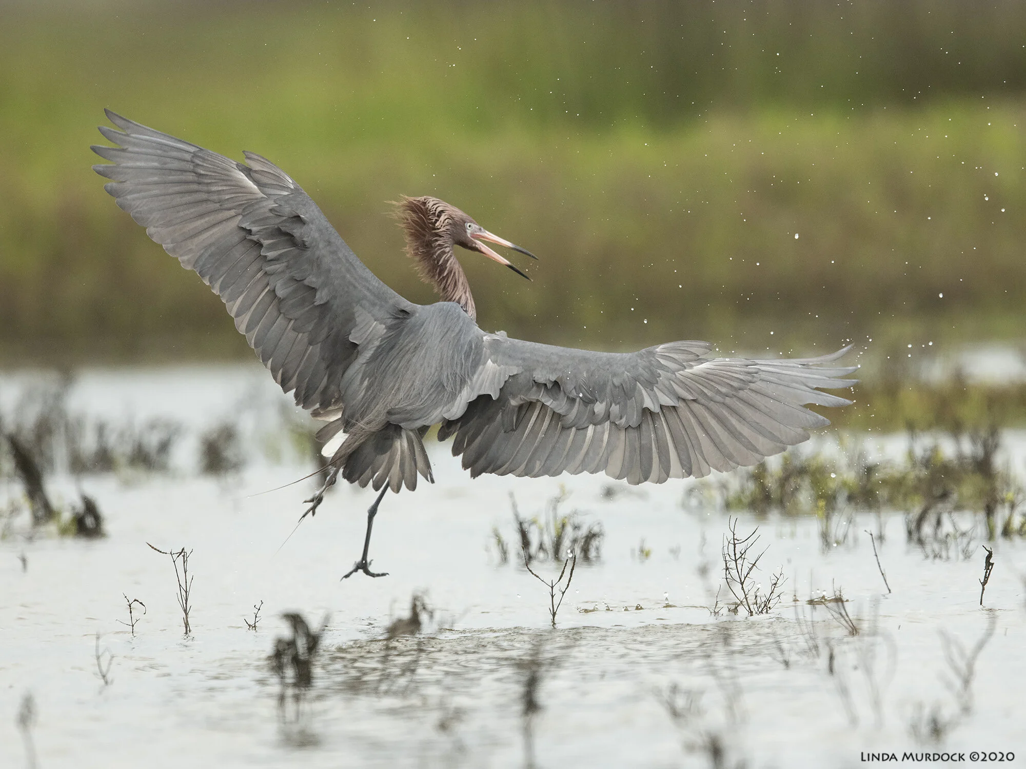 More and More Reddish Egrets — Linda Murdock Photography
