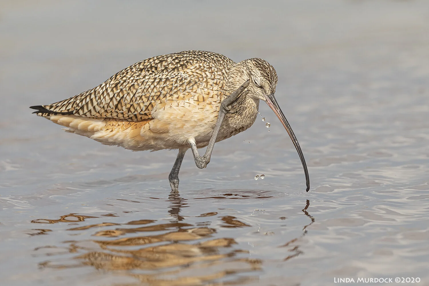 A Curlew Takes a Bath — Linda Murdock Photography