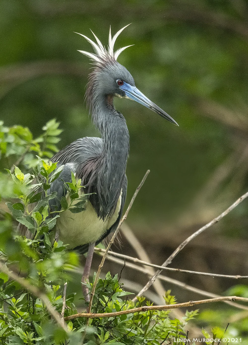 Tricolored Herons in Splendid Breeding Plumage — Linda Murdock Photography