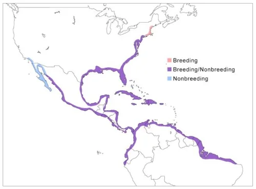 Tricolored Herons in Splendid Breeding Plumage — Linda Murdock Photography