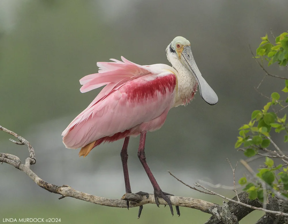 Rookery Birds at Resoft Park — Linda Murdock Photography