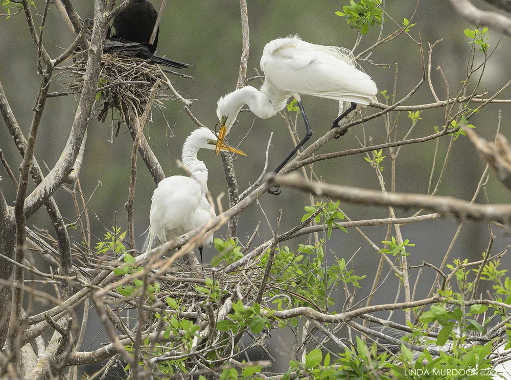 Rookery Birds at Fenwick Nature Center — Linda Murdock Photography