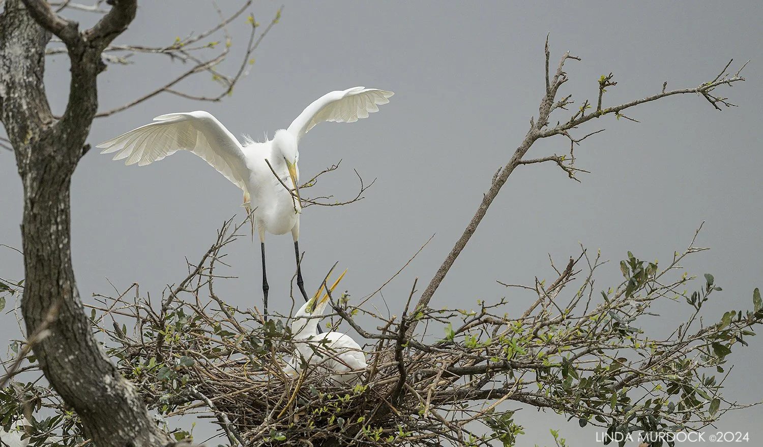 Rookery Birds at Fenwick Nature Center — Linda Murdock Photography