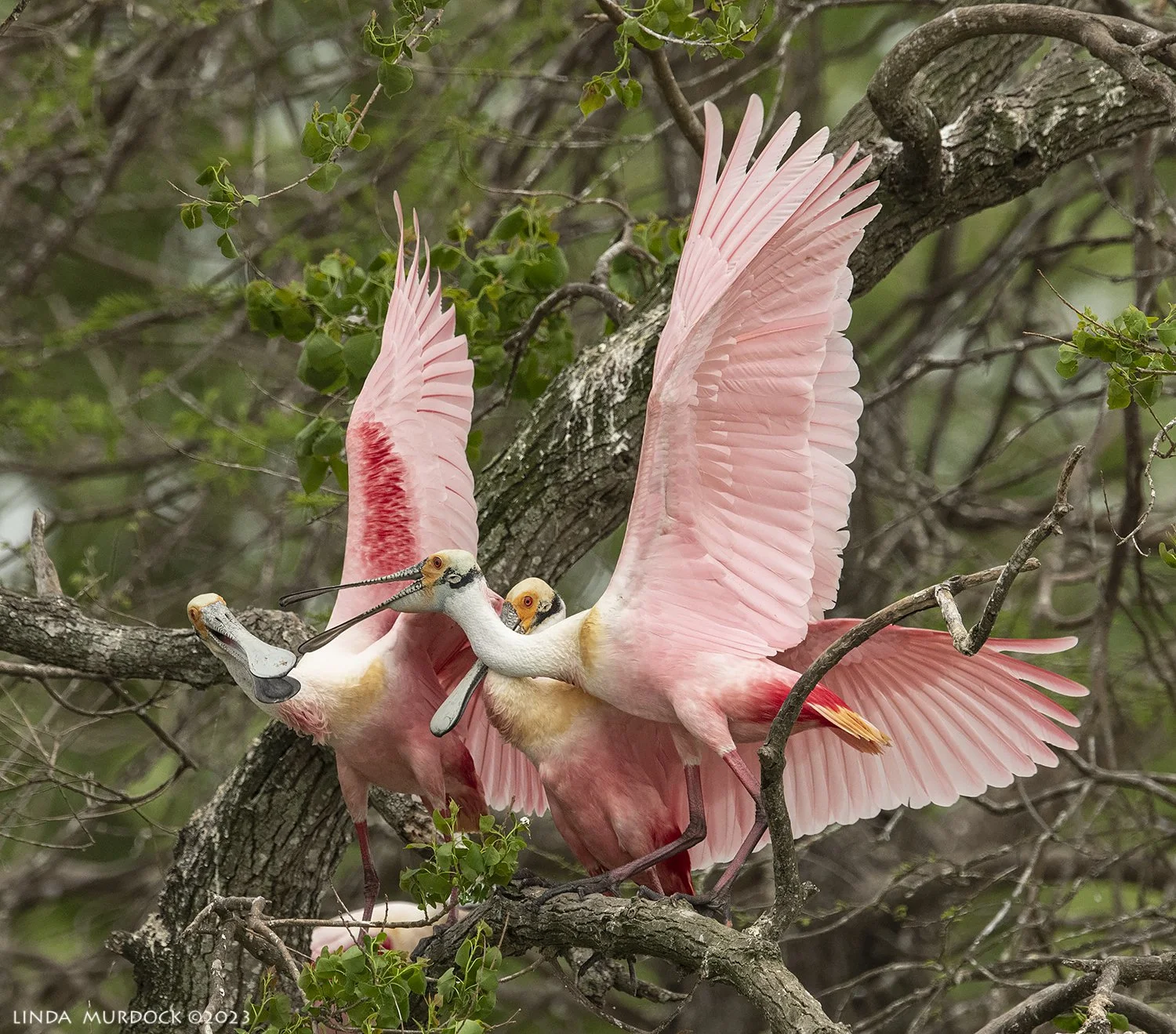 Resoft Park's Spoonbills — Linda Murdock Photography