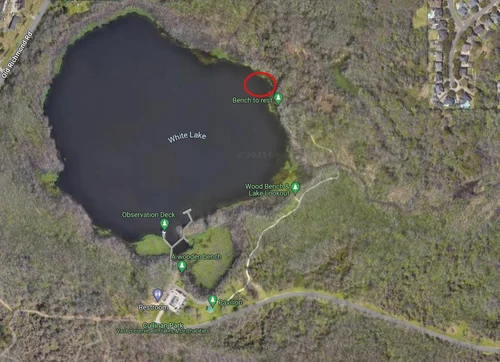 Limpkins at Cullinan Park from a New Perspective — Linda Murdock ...