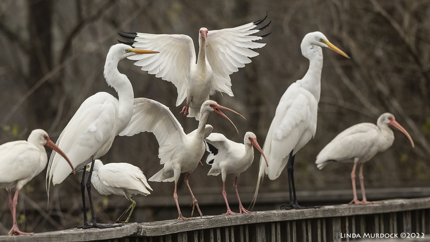 Winter White Birds and a Few Surprises — Linda Murdock Photography