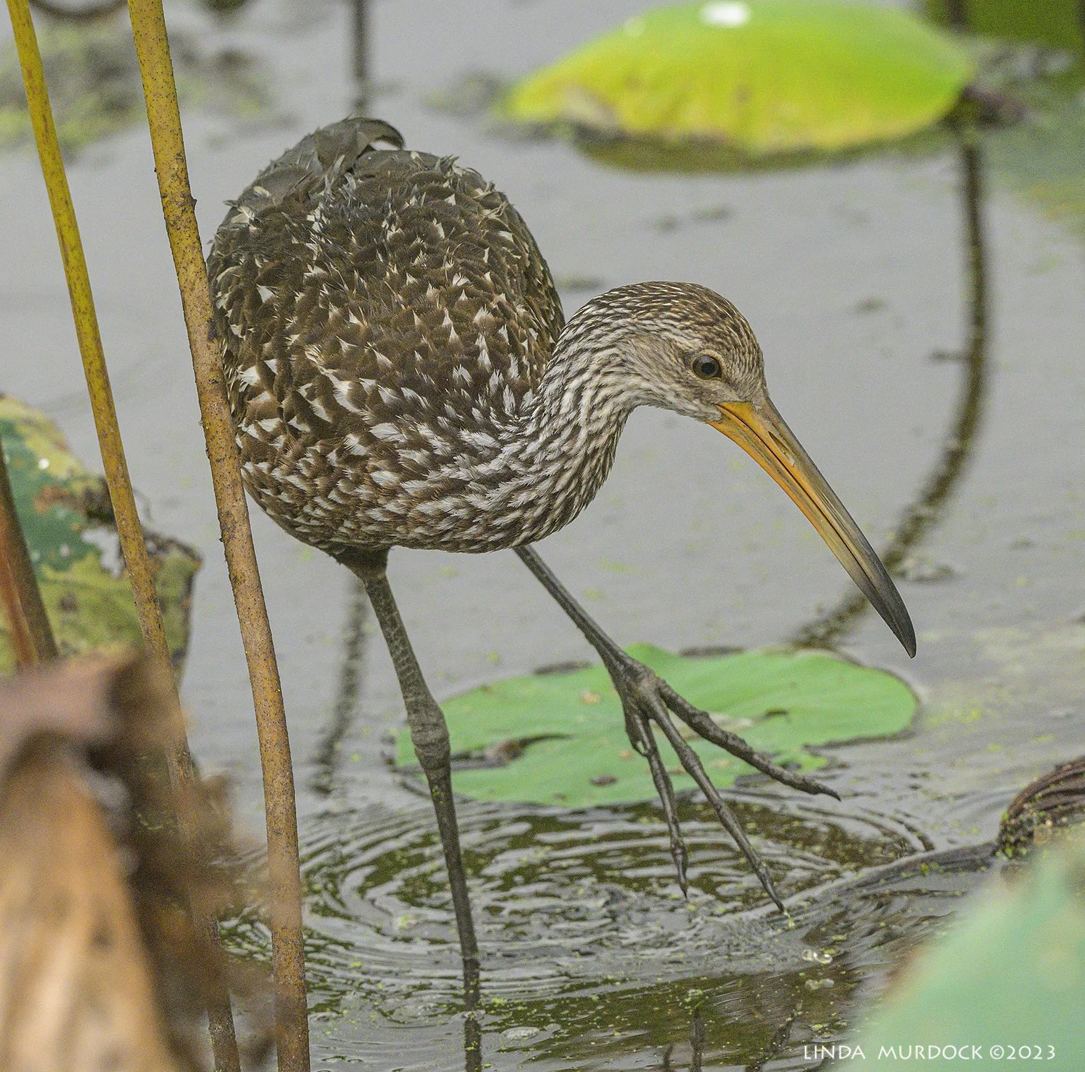 LOTS of Limpkins at Cullinan — Linda Murdock Photography