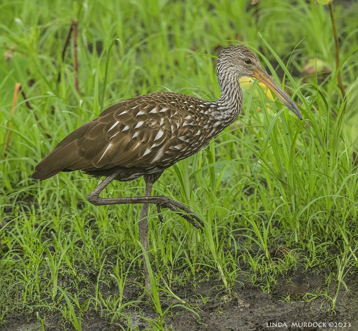LOTS of Limpkins at Cullinan — Linda Murdock Photography