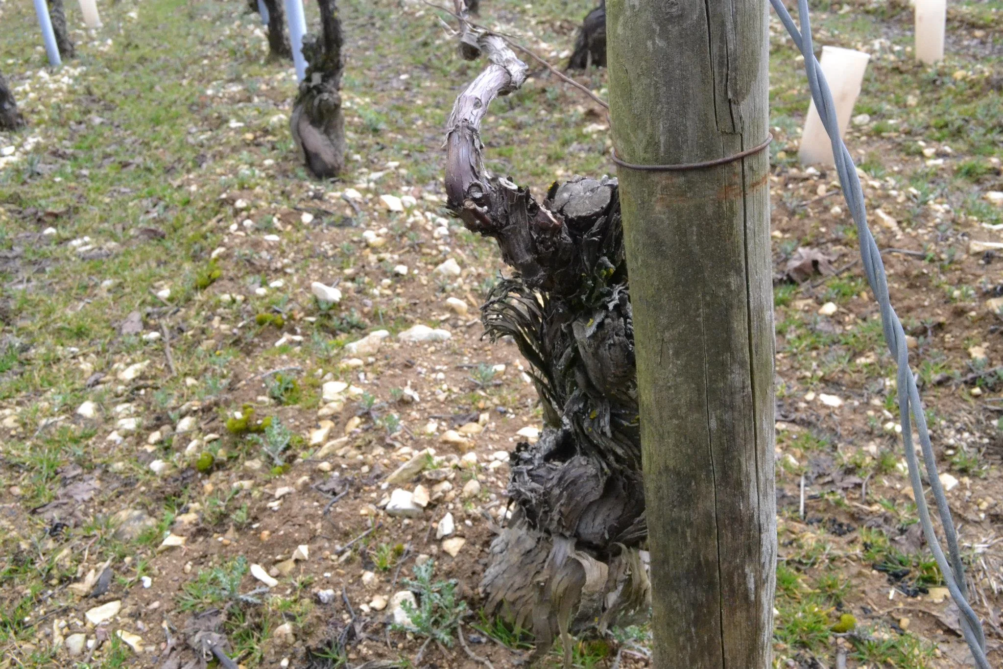 Tasting at Raveneau in Chablis — Fernando Beteta, MS