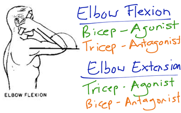 Poor Movement Patterns exist only in your Brain