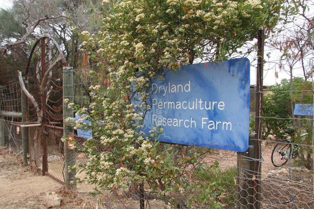 6 native plants that are easy to grow in your Geraldton garden and look ...