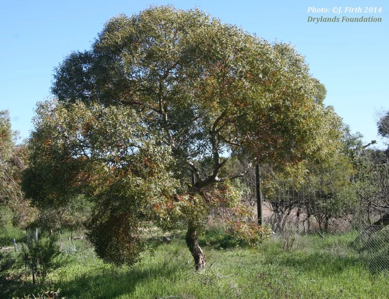 6 native plants that are easy to grow in your Geraldton garden and look ...