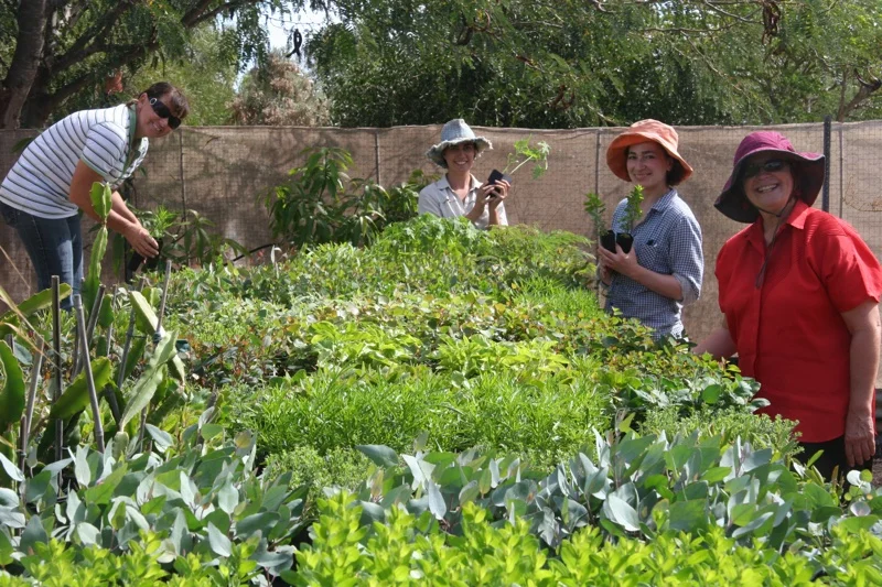 6 native plants that are easy to grow in your Geraldton garden and look ...