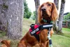 How to Get a Therapy Dog for Depression — Wellman Psychology – Expert ...