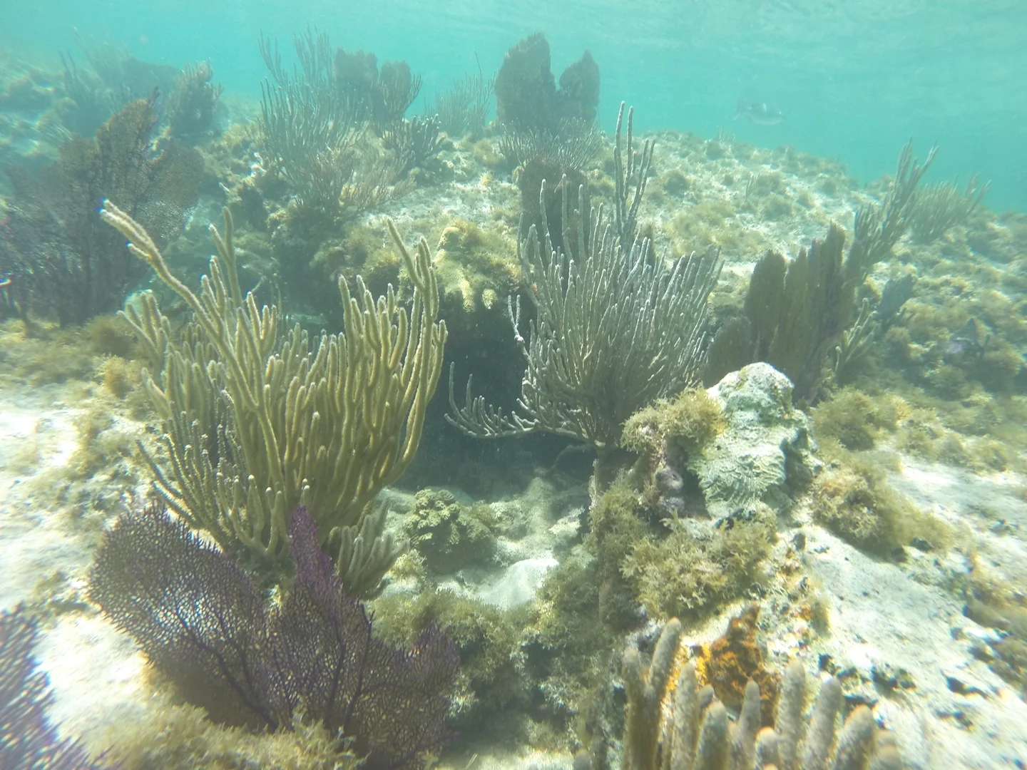 Tortuga Sailing Adventures