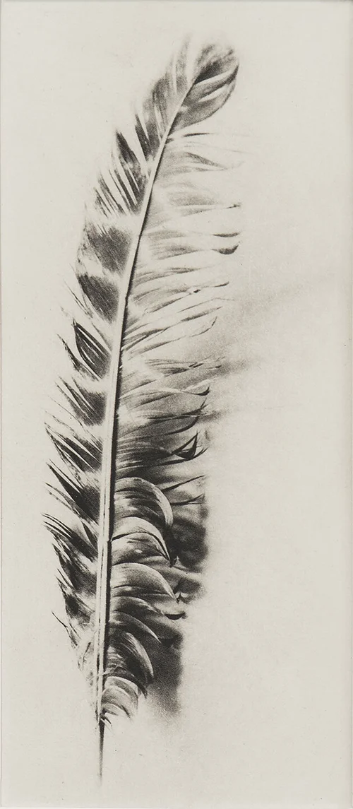 Wild Turkey Feather Drawing