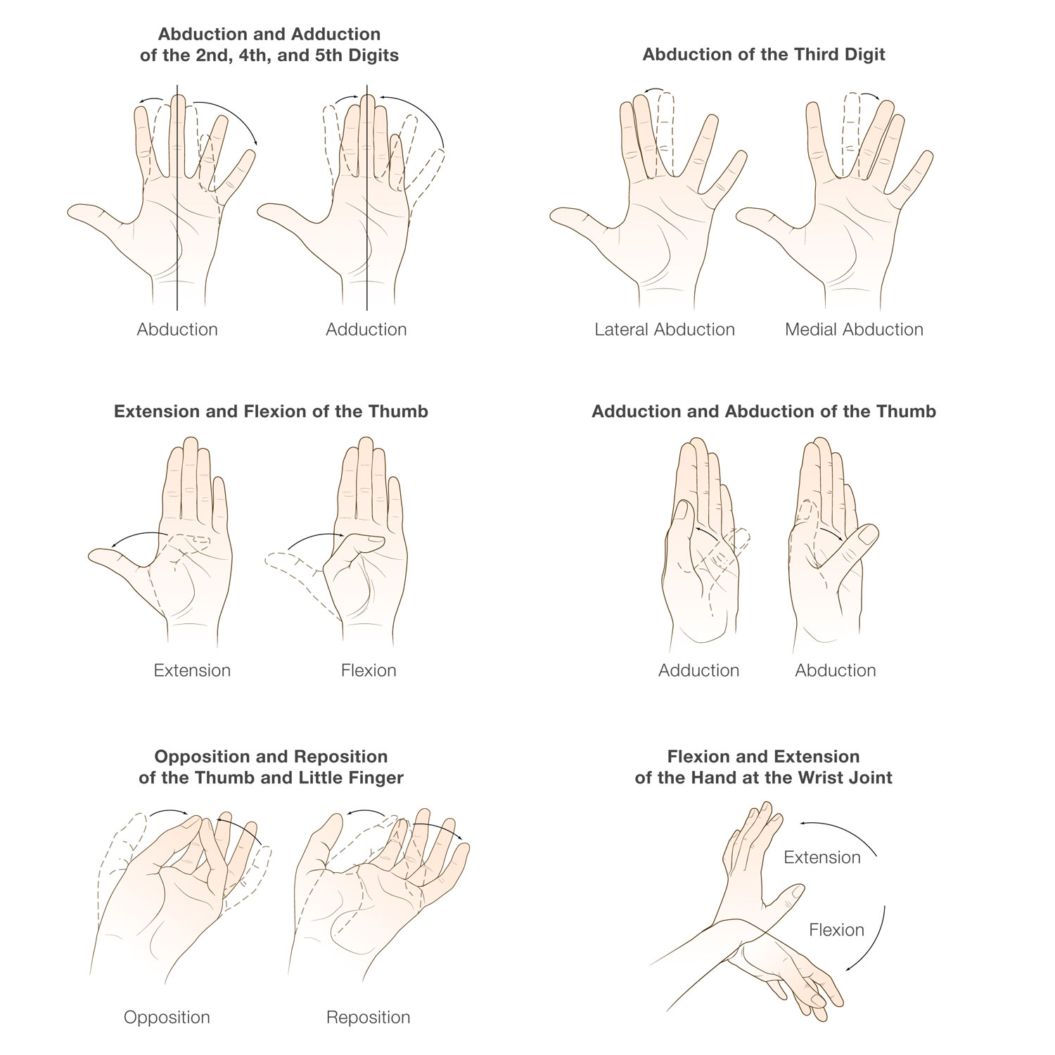 Movements At Synovial Joints Movements At Synovial Joints