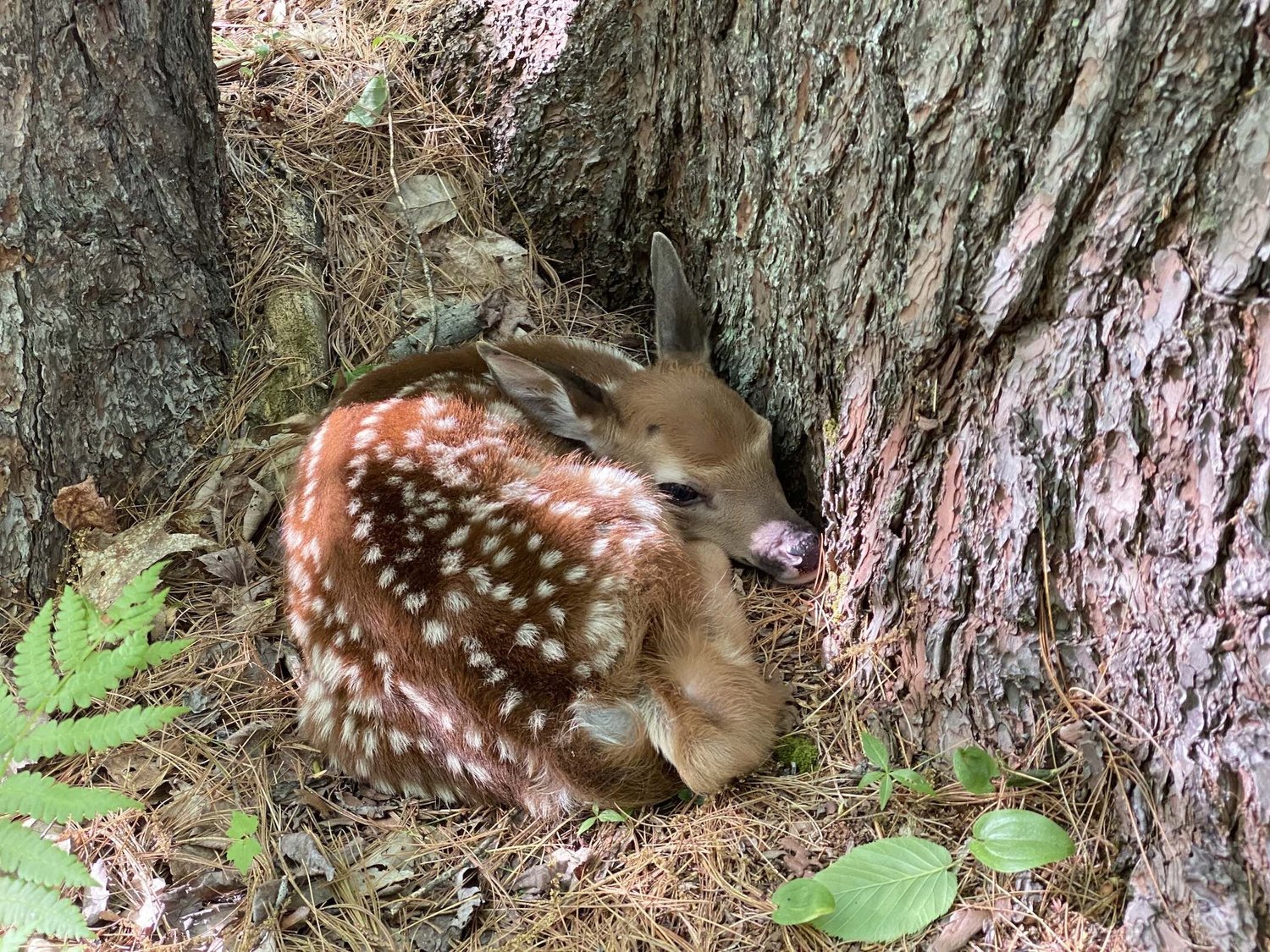 News — Temple Forest Monastery