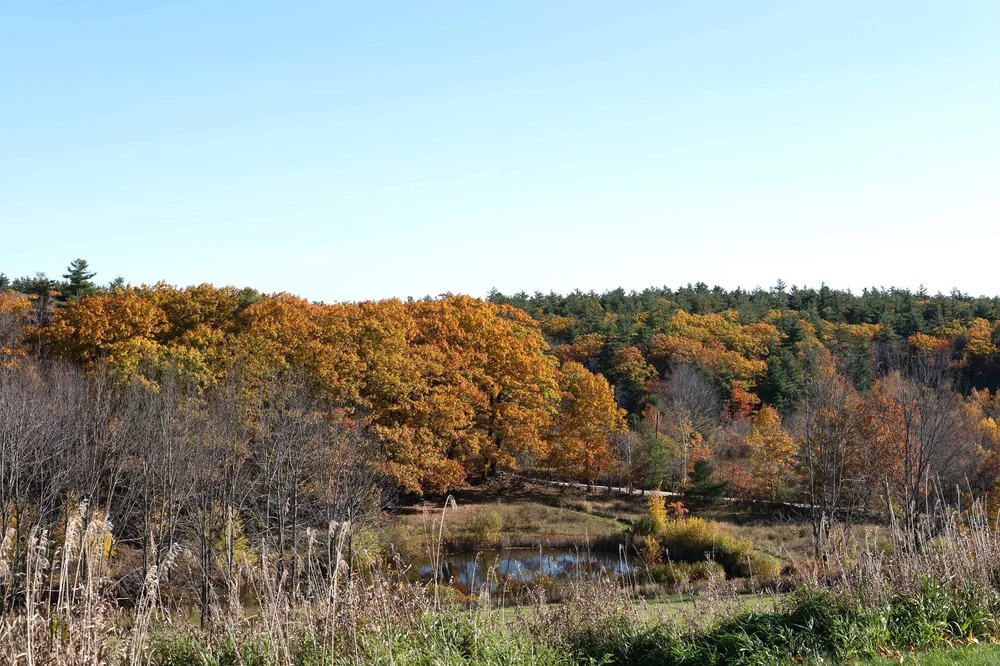 Temple Forest Monastery
