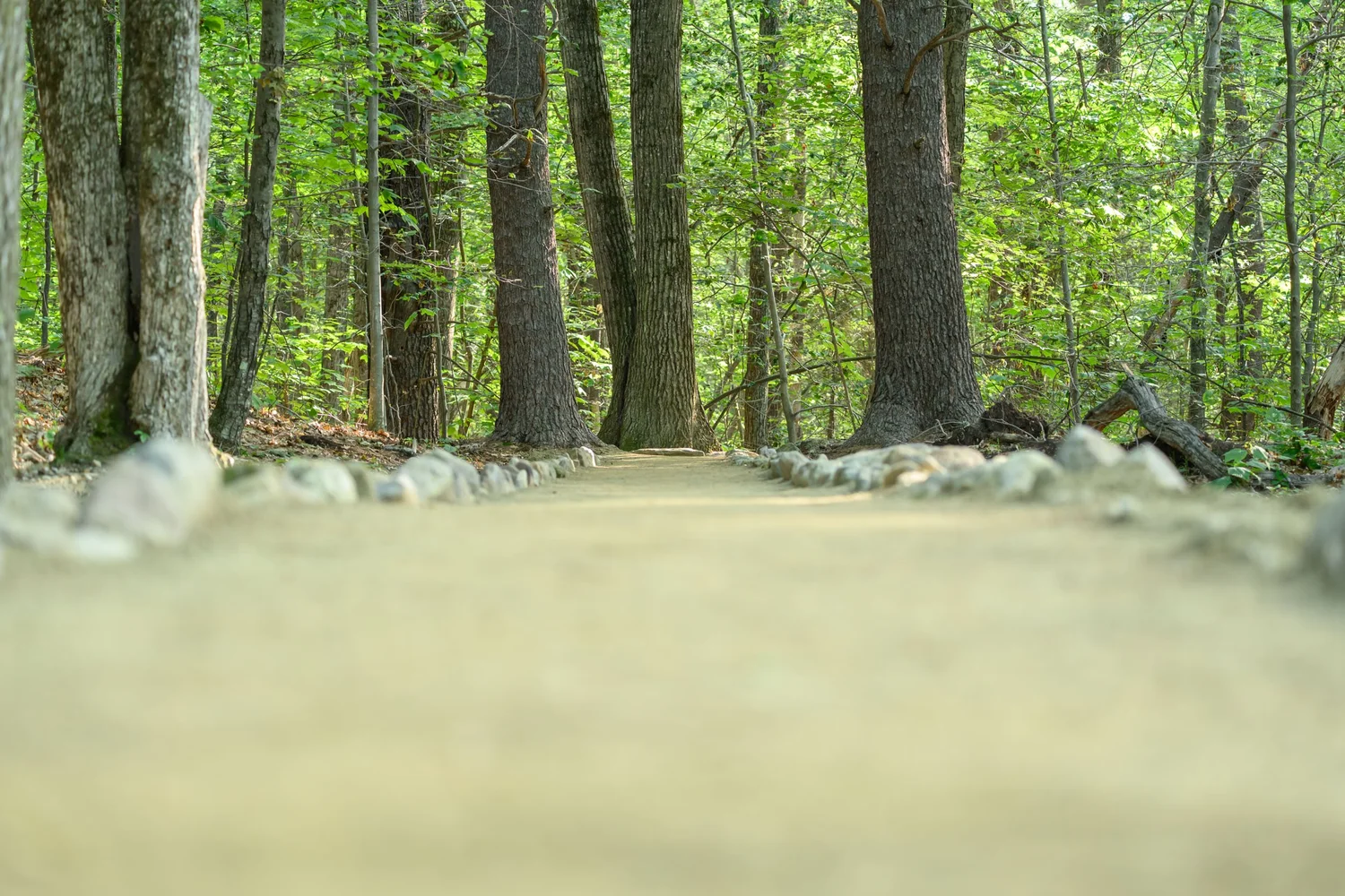 Temple Forest Monastery