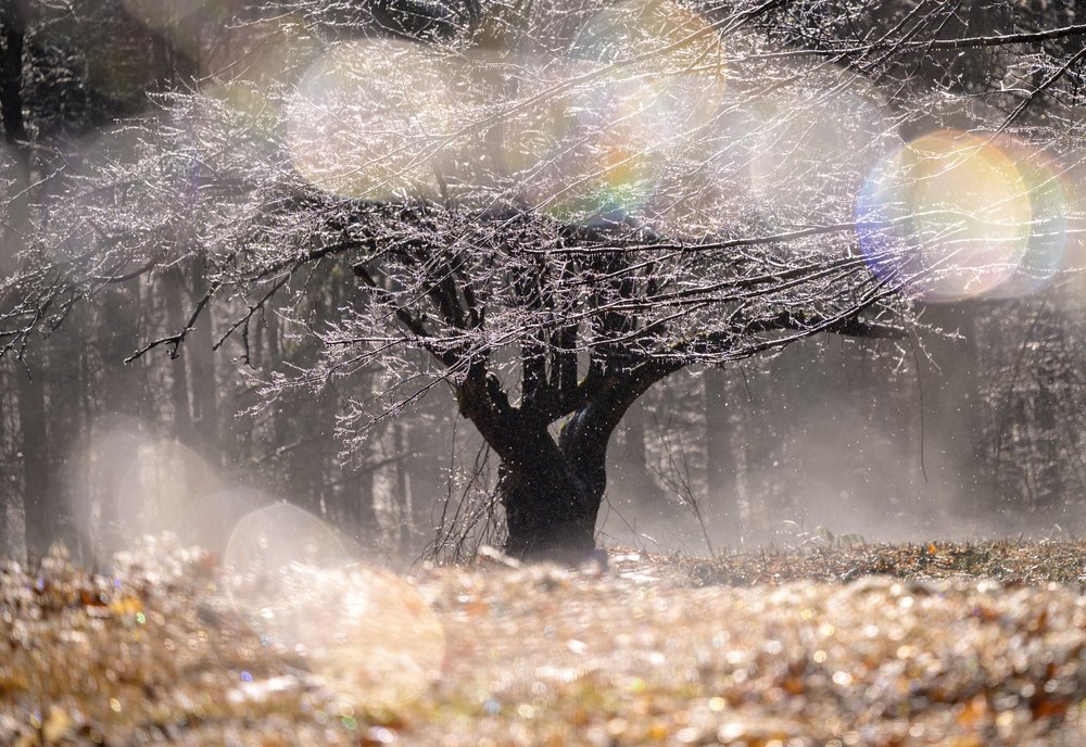 Temple Forest Monastery