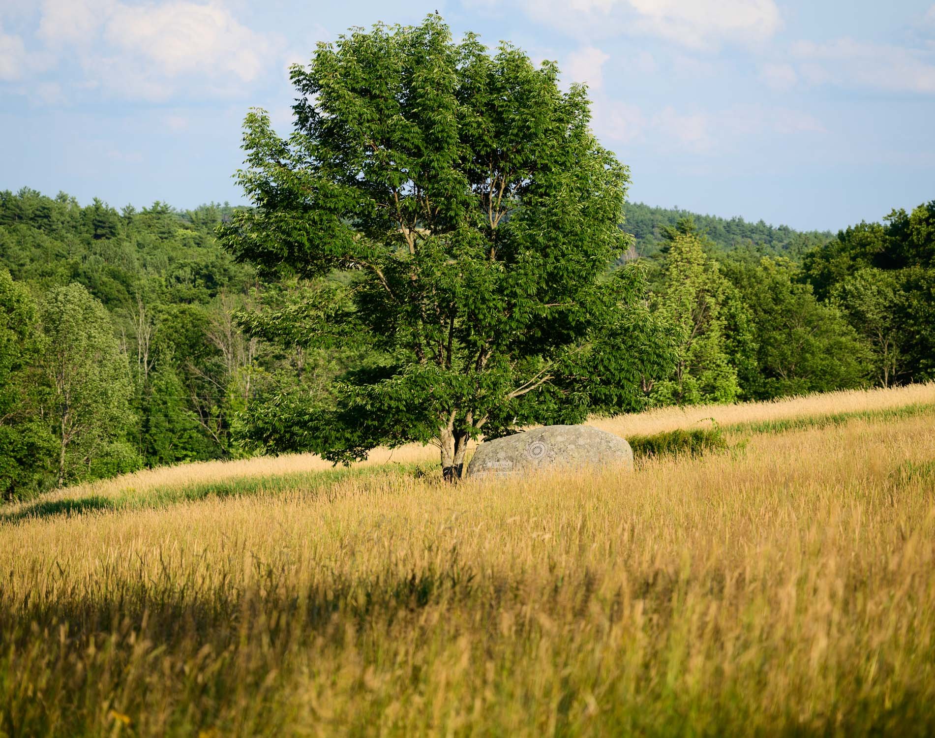Temple Forest Monastery