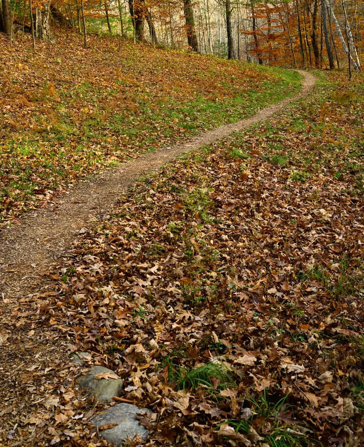Temple Forest Monastery