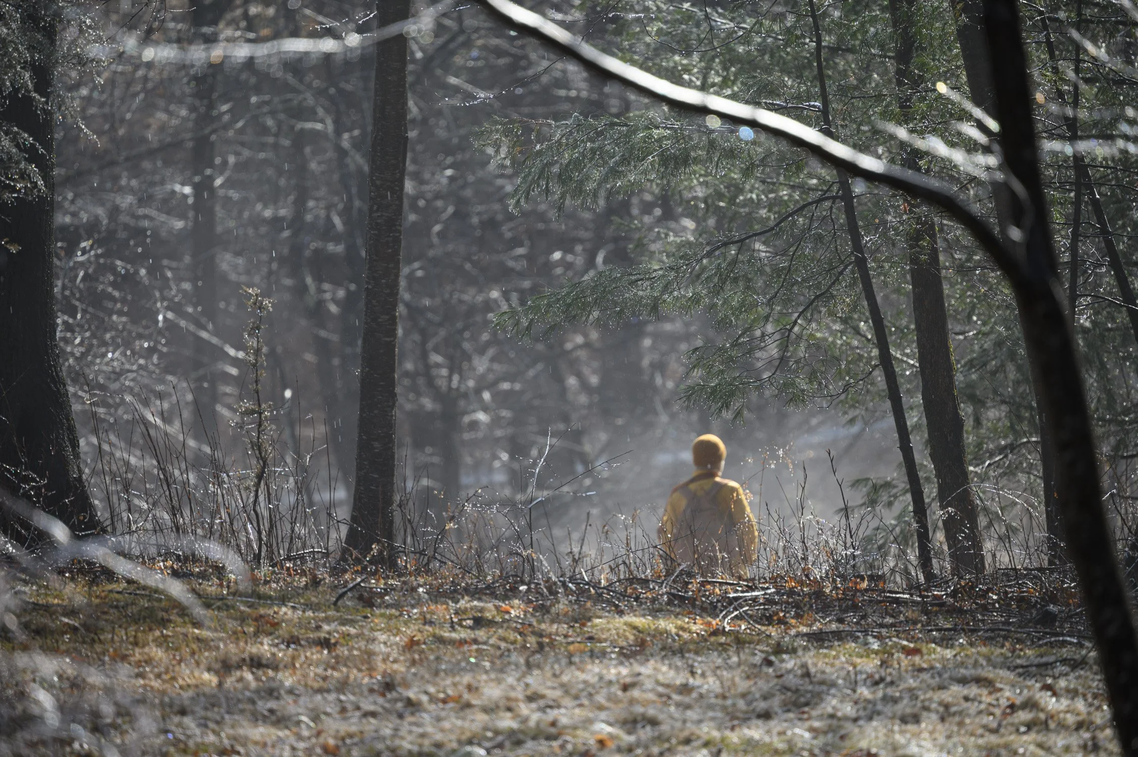 Temple Forest Monastery