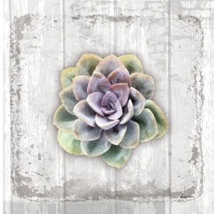 Botanical - Trees — T.S.B. and Co.