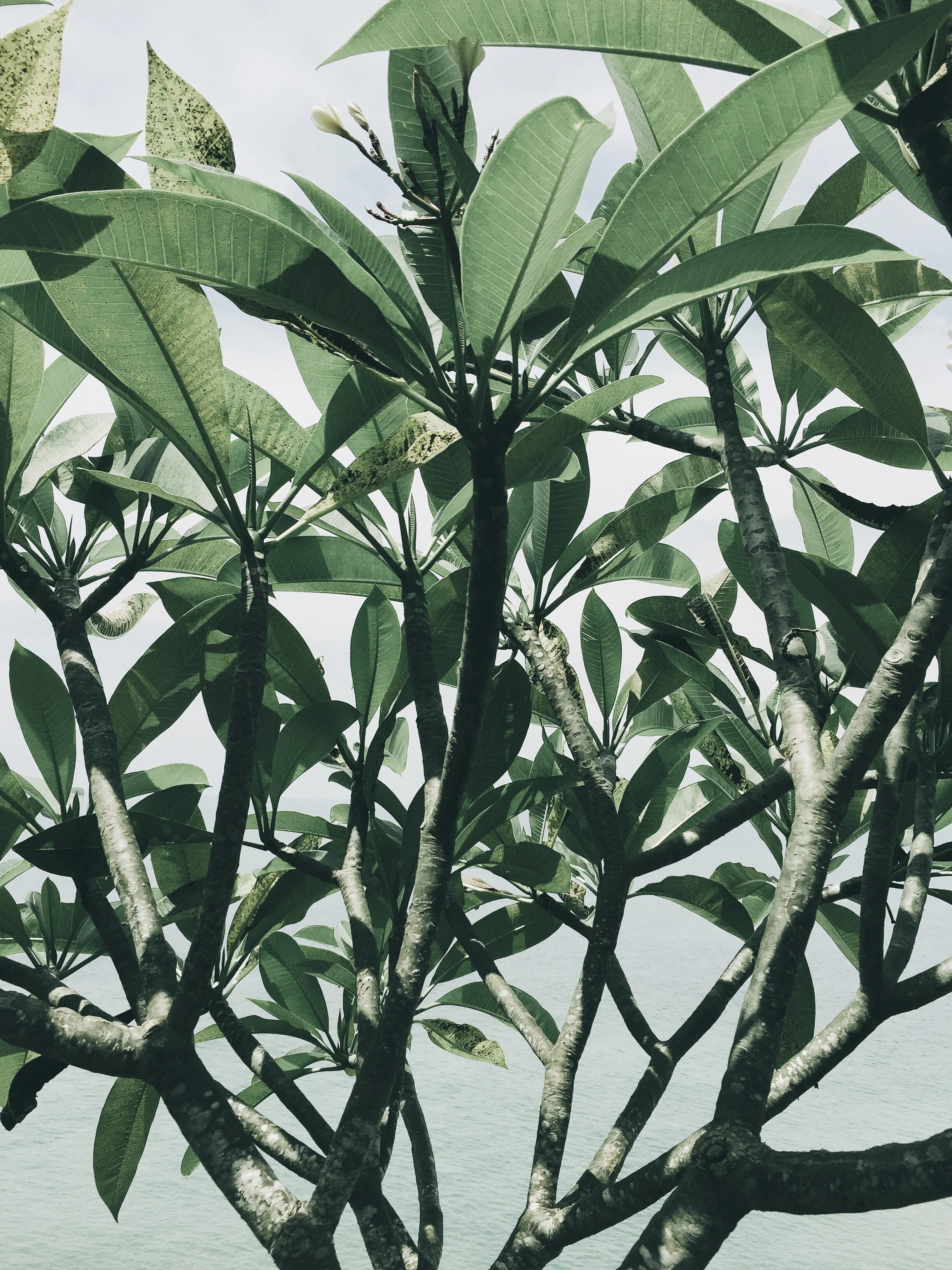 About — Lisa Munro