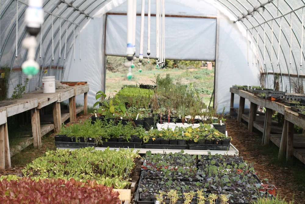 Our Farm — Veggielution