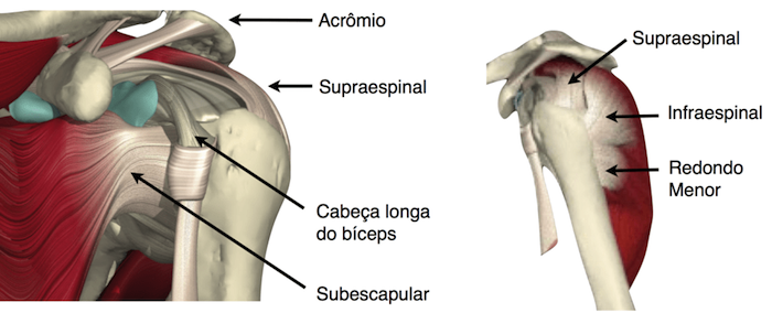 Anatomia do Ombro - Tendões do manguito rotador e bursa subacromial ...